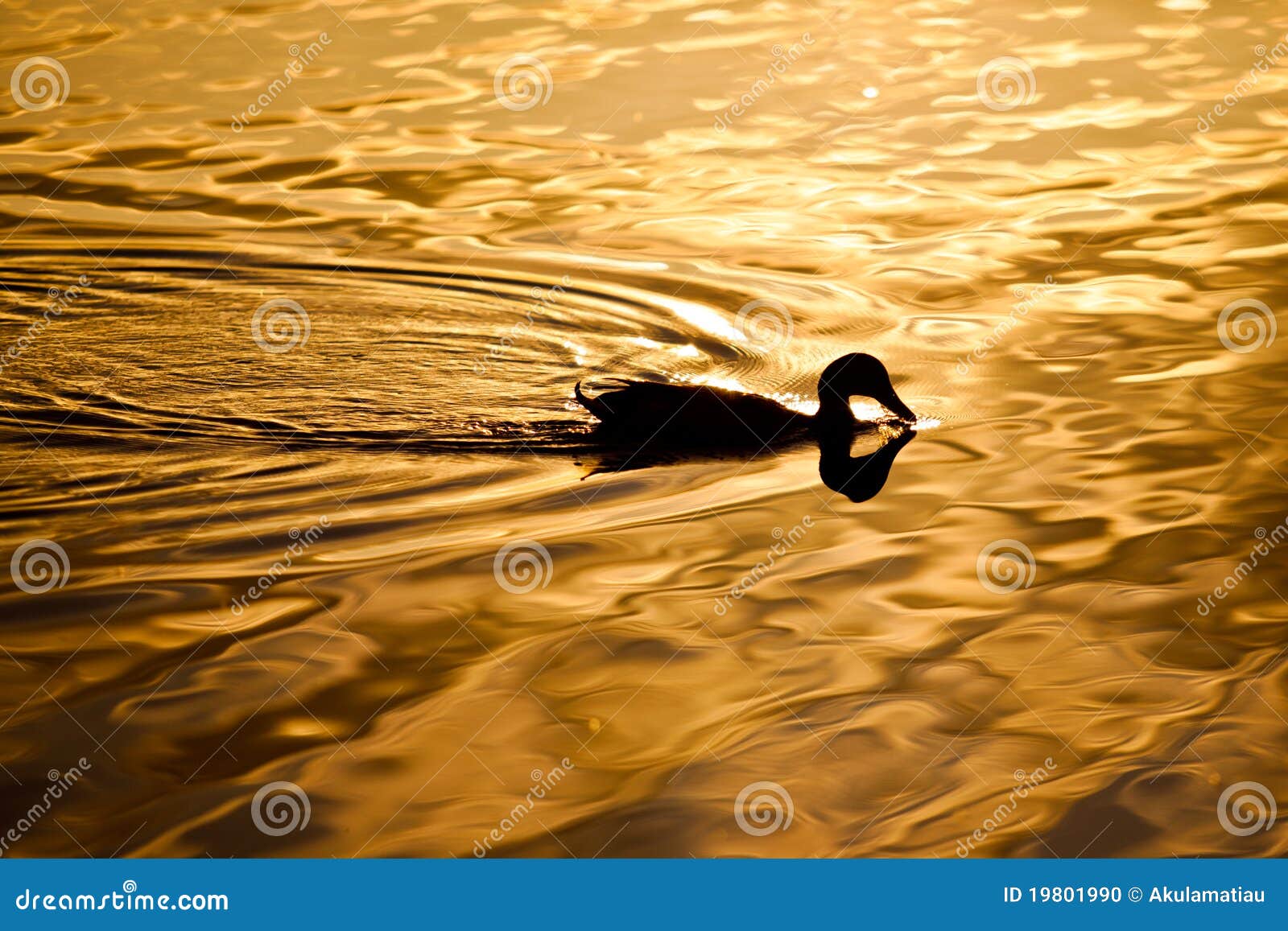 Duck and Sunrise stock photo. Image of sunny, sunshine - 19801990