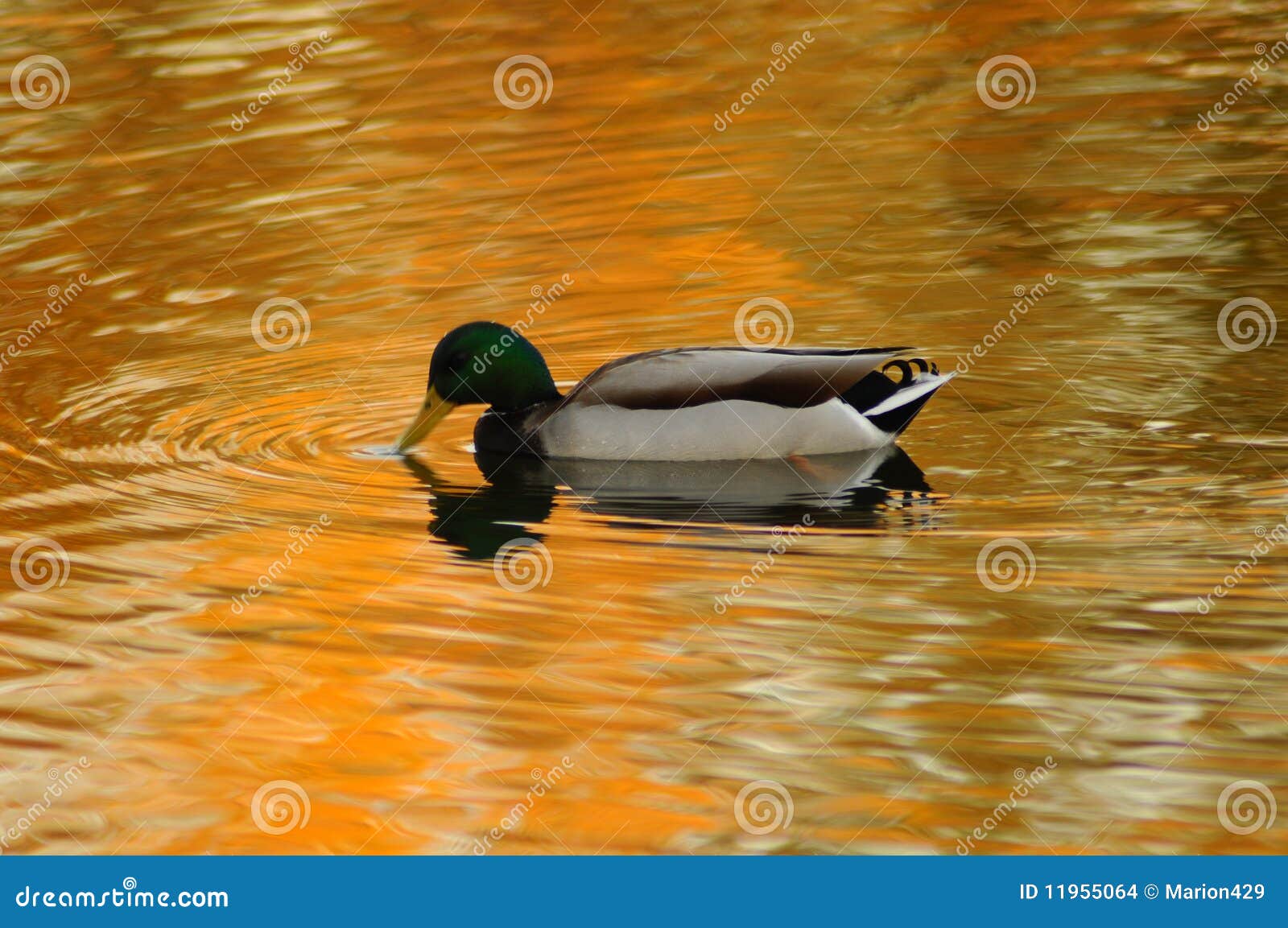 Duck at sunset stock photo. Image of swimming, bird, sunset - 11955064