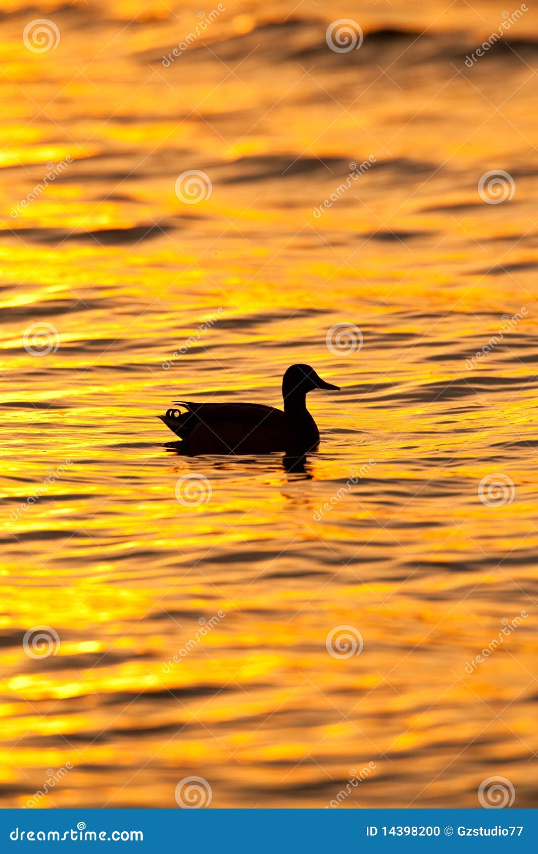 Duck at Sunset stock photo. Image of water, outdoors - 14398200