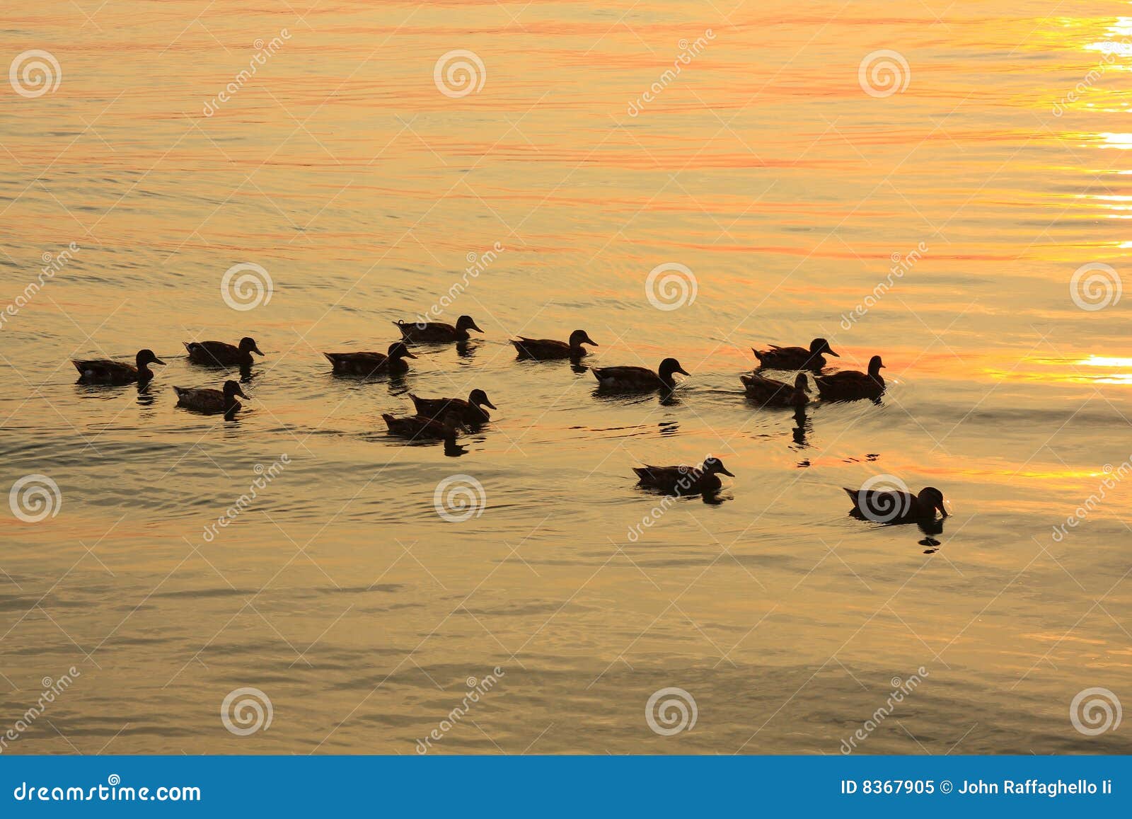 Duck Sunset Picture. Image: 8367905