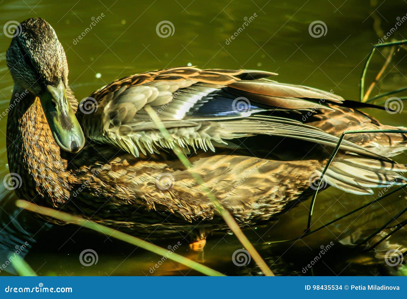 Duck at sunset stock photo. Image of beautiful, hill - 98435534