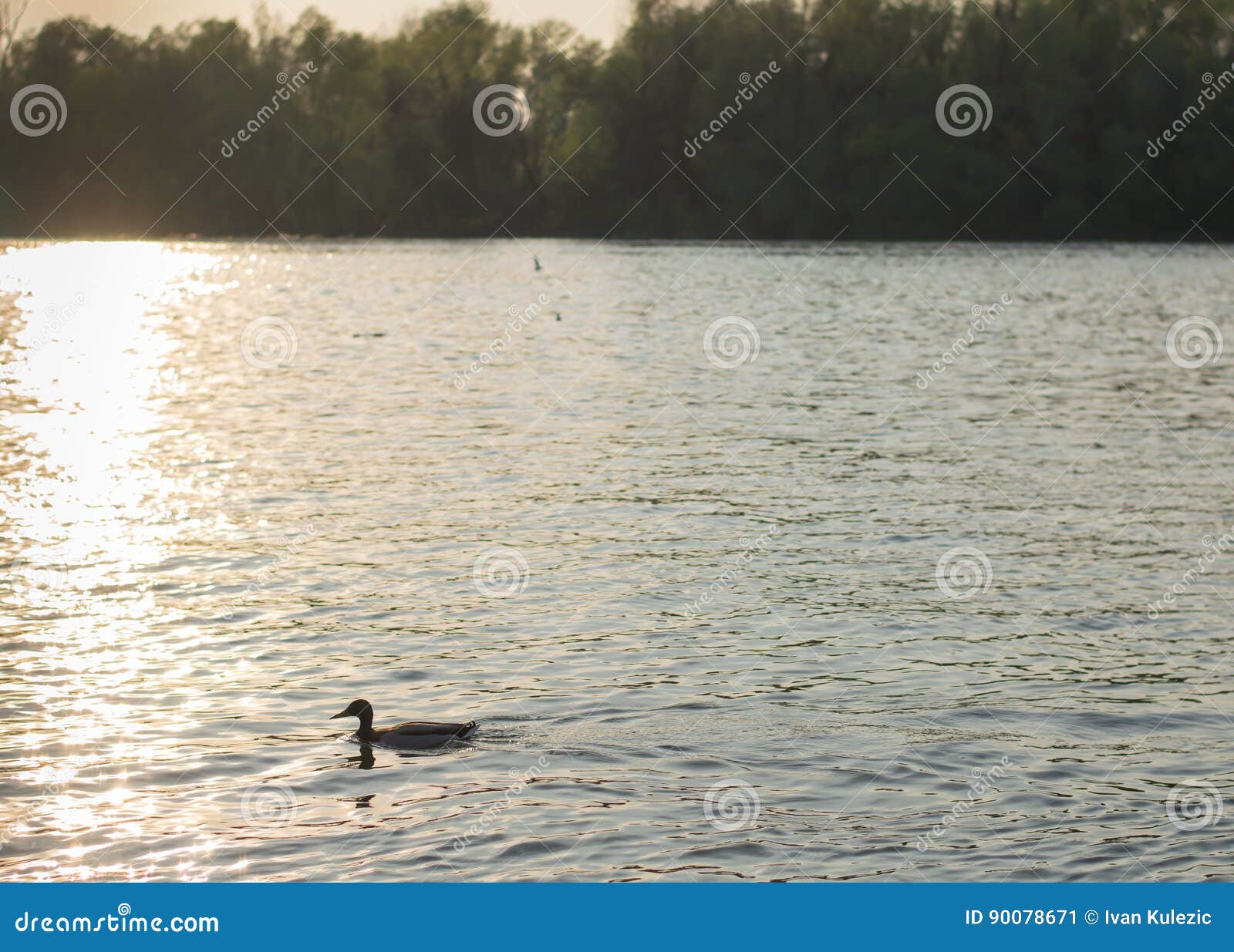 Duck in sunset stock image. Image of golden, reflection - 90078671