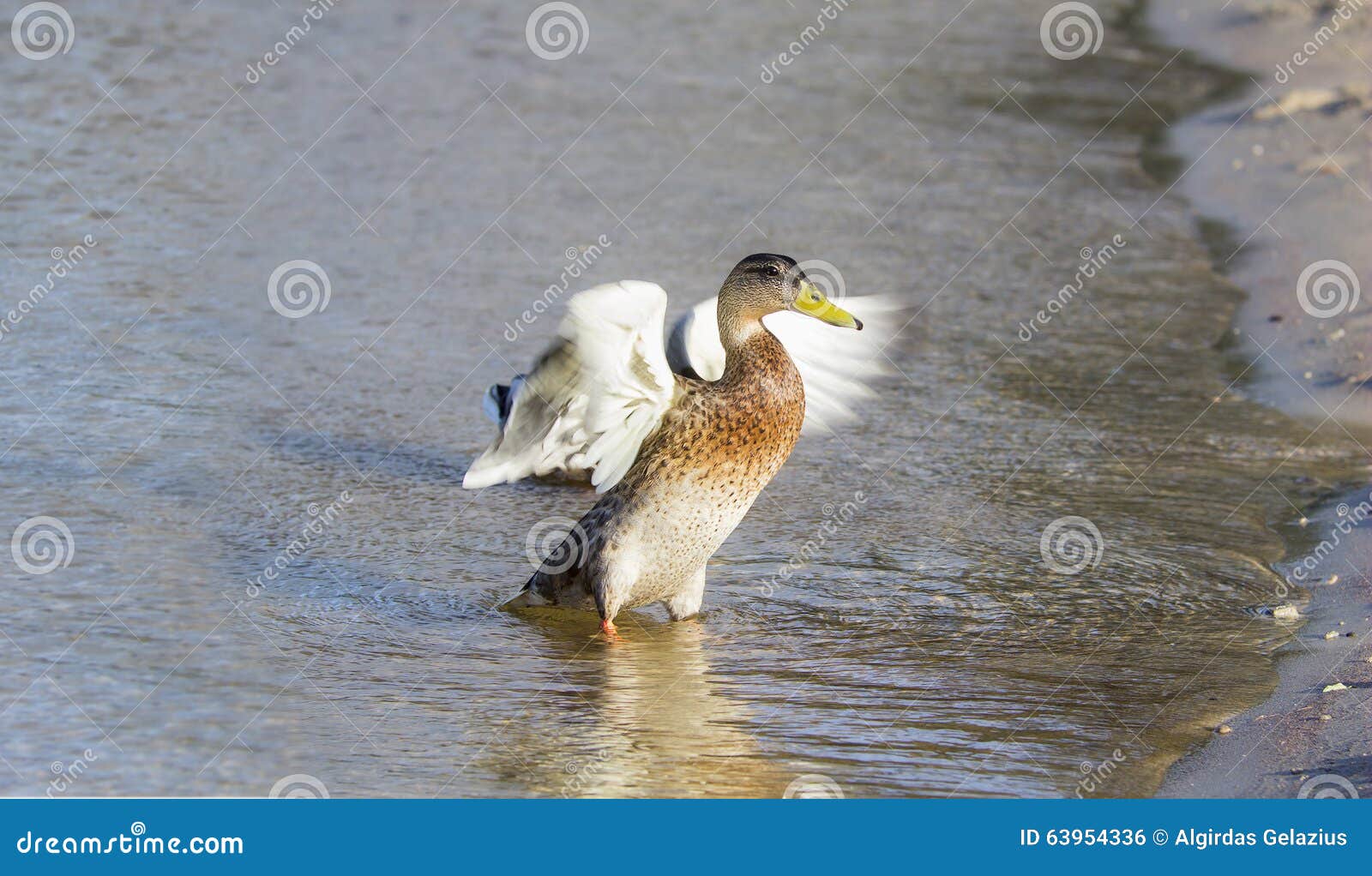 Duck in a sunset stock photo. Image of golden, stunning - 63954336