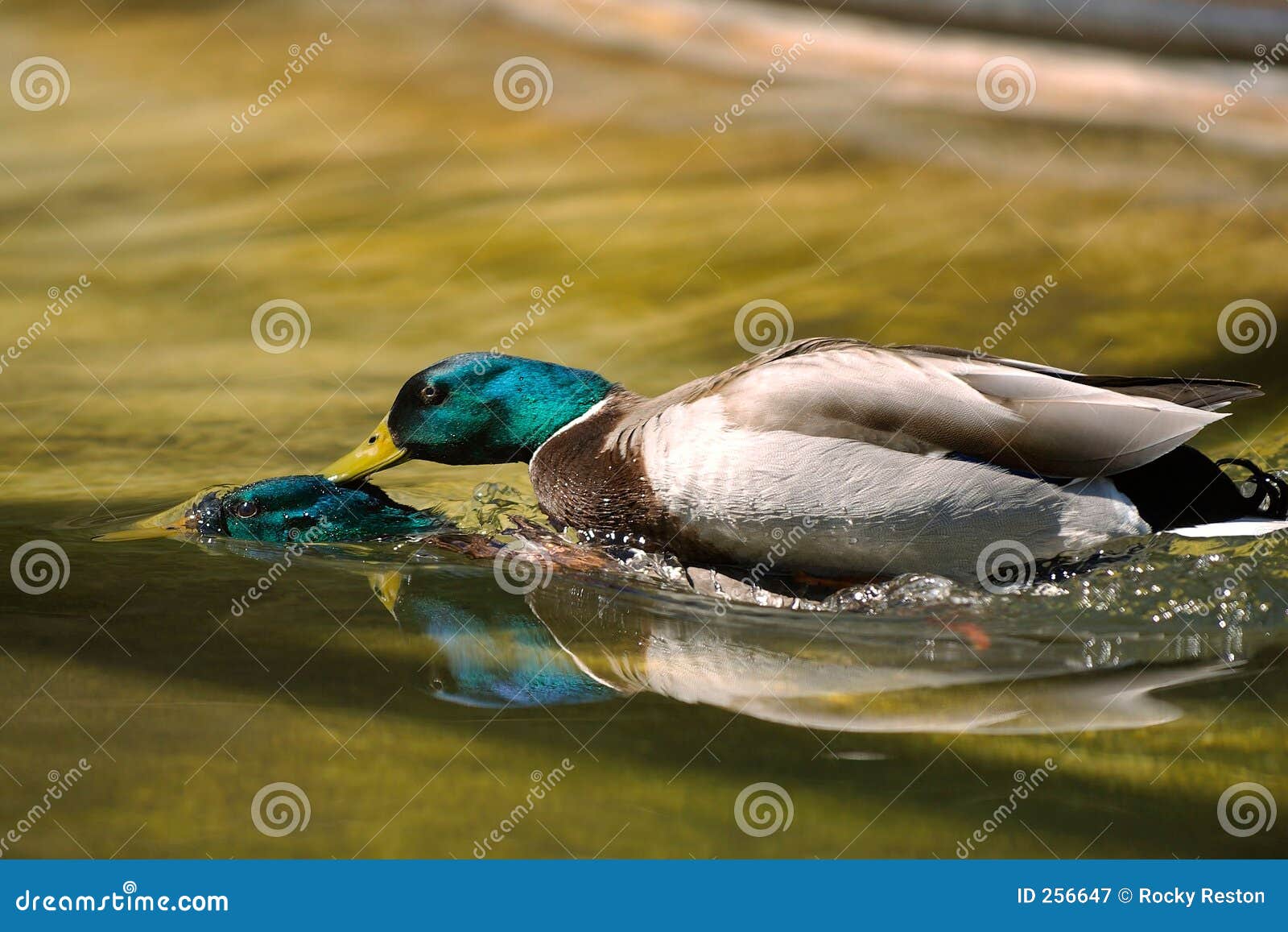 Duck Surfing Picture. Image: 256647