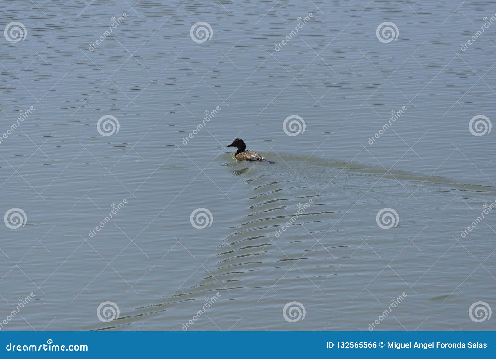 Duck in the swamp stock photo. Image of beauty, ducks - 132565566