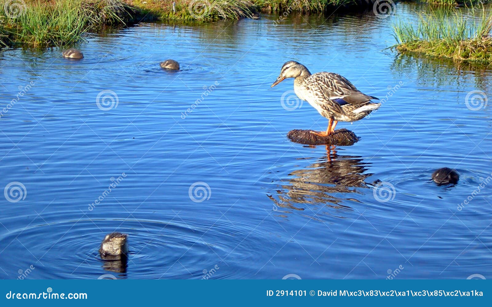 Duck in the swamp stock image. Image of landscape, cloudy - 2914101