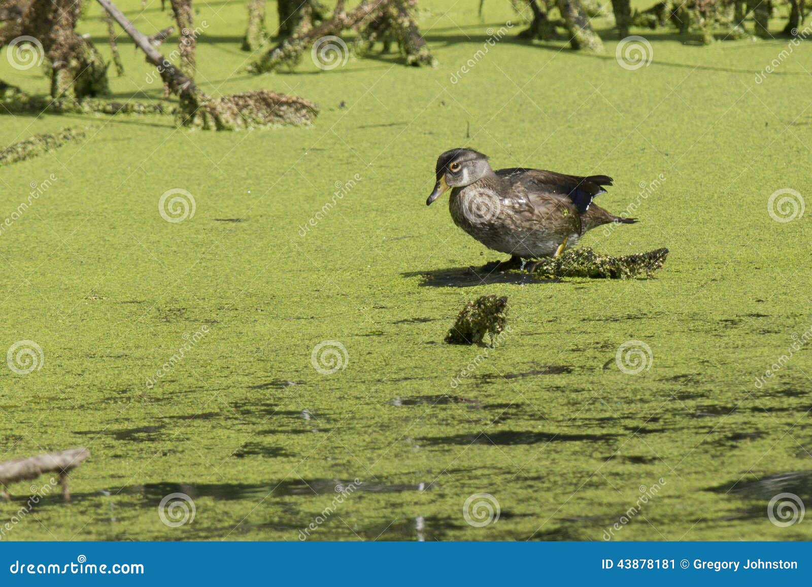 Duck in swamp. stock image. Image of duck, wild, bird - 43878181