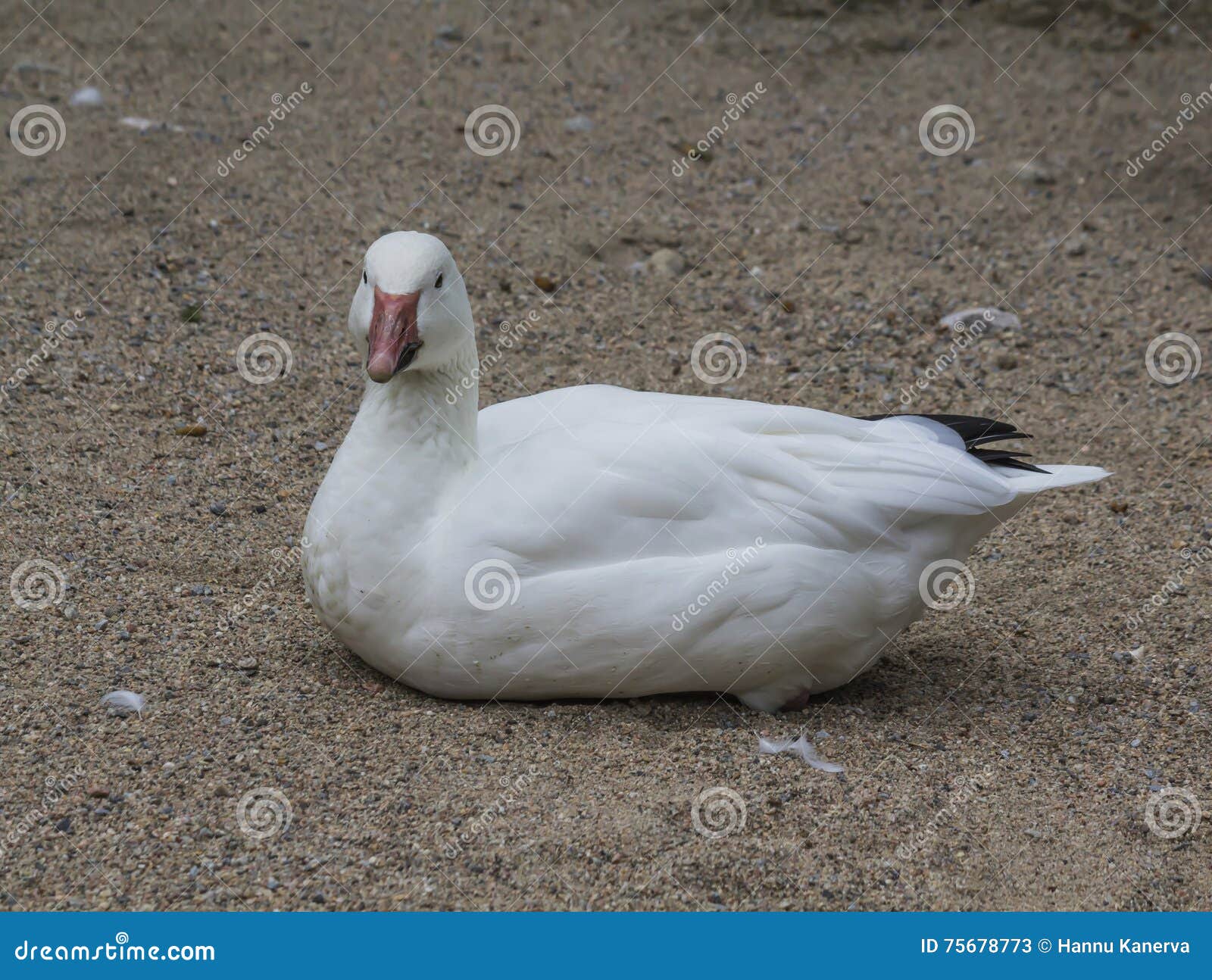 Duck swan stock image. Image of northern, aufins, black - 75678773