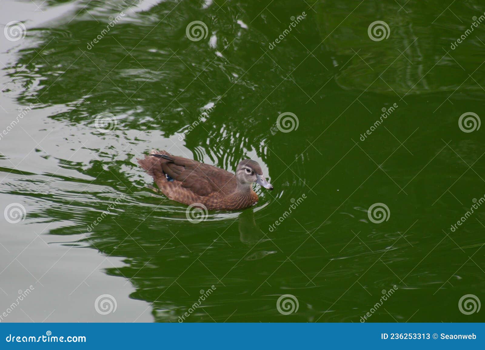 A Duck Swim at the Pool, at Hong Kong Stock Image - Image of green ...