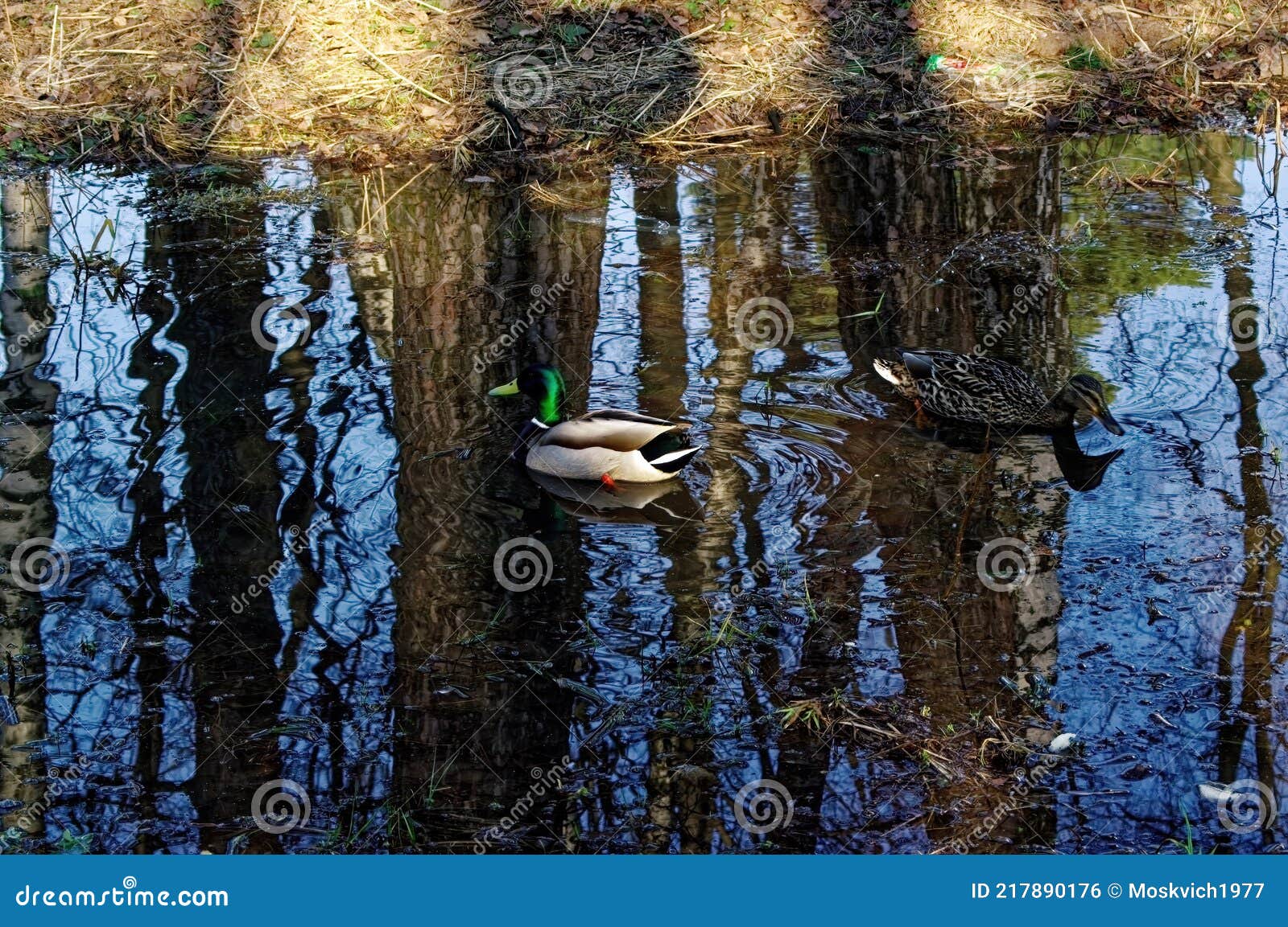 Duck Swim in a Small Pond Near the Trees Stock Photo - Image of ...