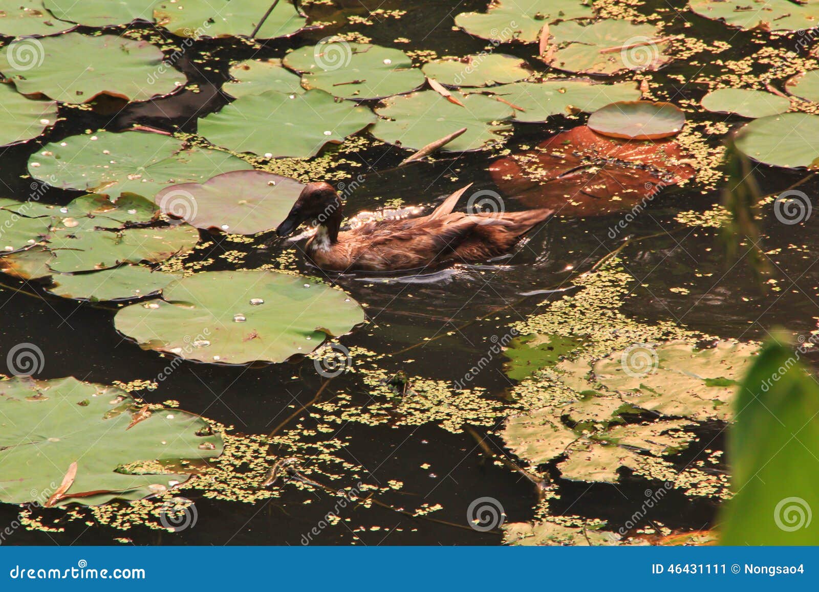 Duck Swiming in the Lotus Swamp Stock Image - Image of swimming, river ...
