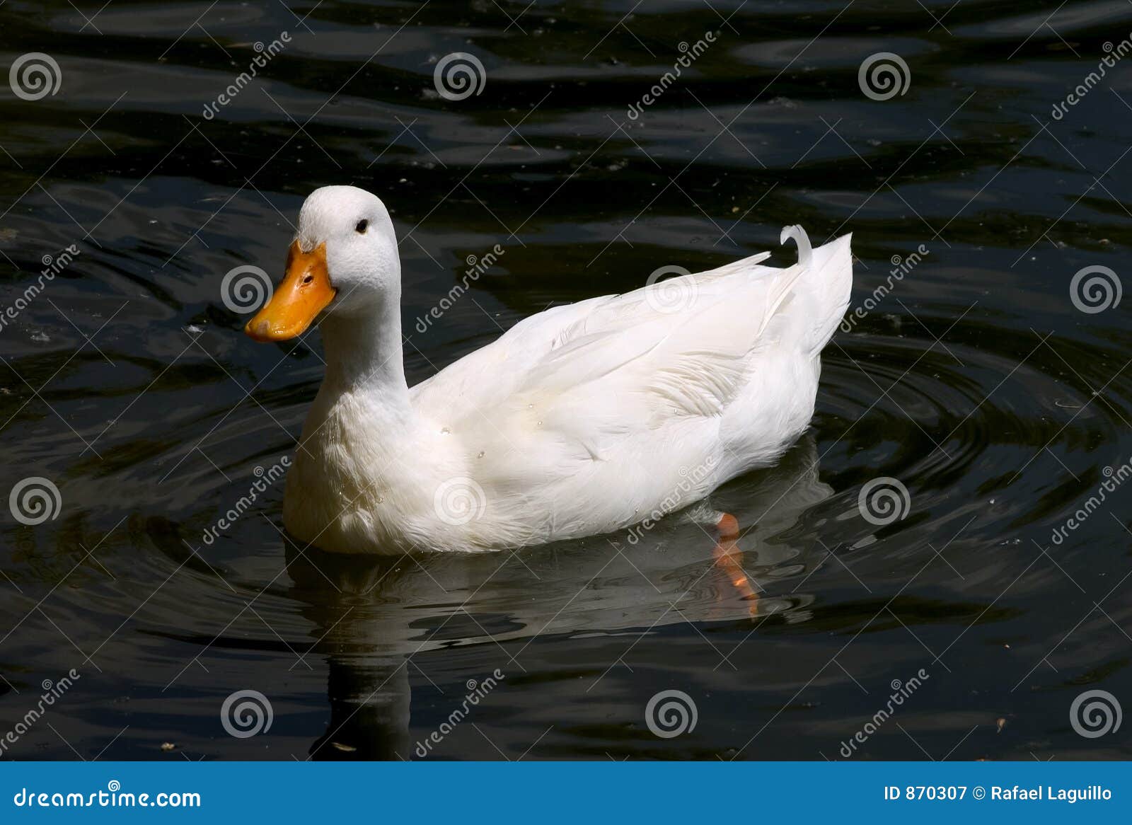 Waddle Pool At A Luxury Beach Resort Stock Photo | CartoonDealer.com ...