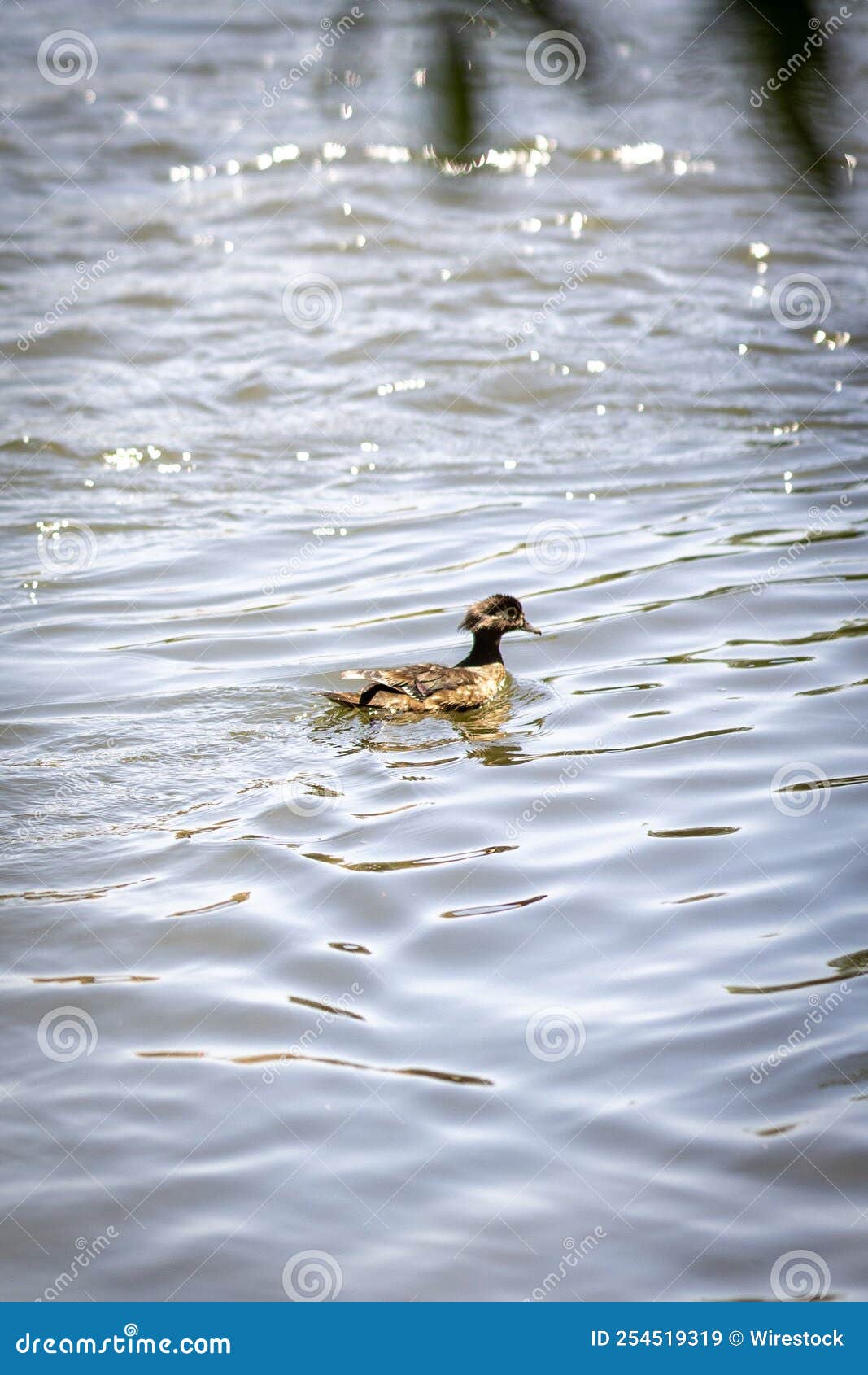 Duck Swimming Alone in the River Stock Image - Image of wild, river ...