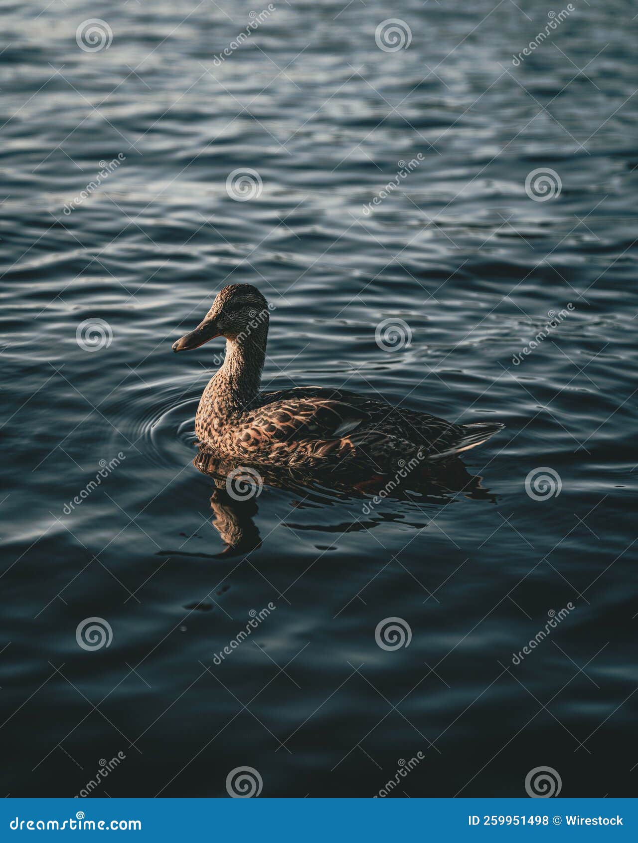 Duck Swimming Alone in the River Stock Photo - Image of water, aqua ...