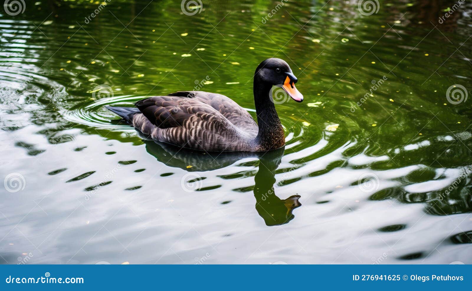 A Duck is Swimming in a Pond with Ripples on the Water Stock ...