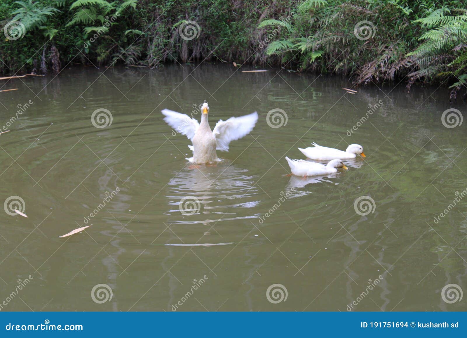 Duck on swimming pool stock photo. Image of ducks, waterfowl - 191751694