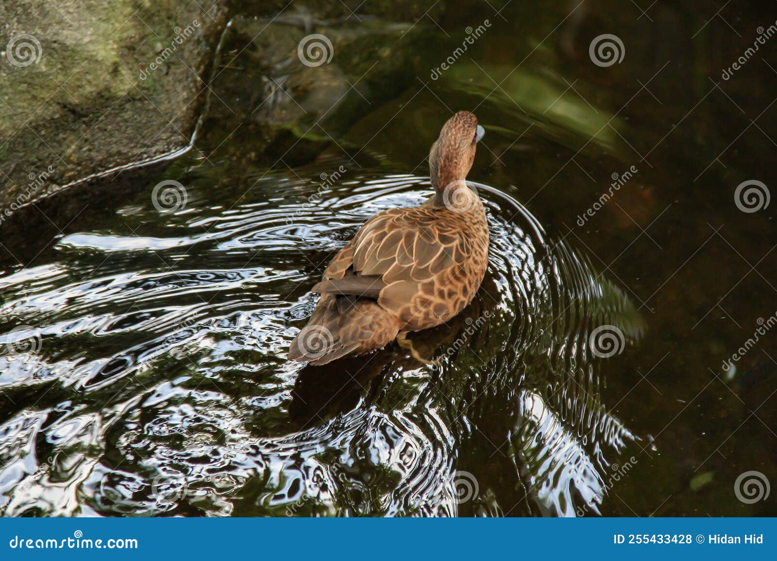 A duck swimming in a pool stock photo. Image of water - 255433428