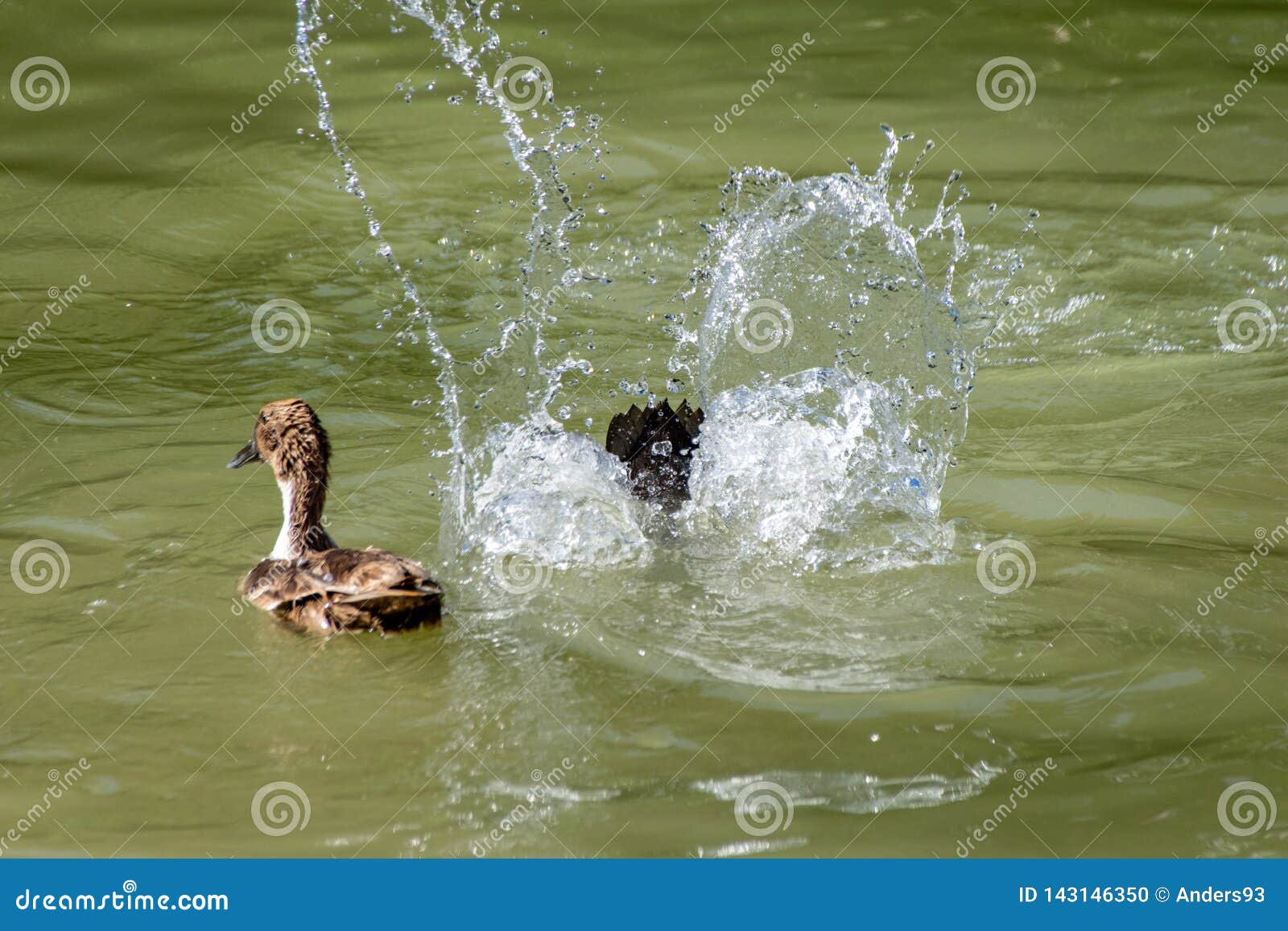 Duck Diving Below the Water Surface Leve in Search of Food Stock Photo ...