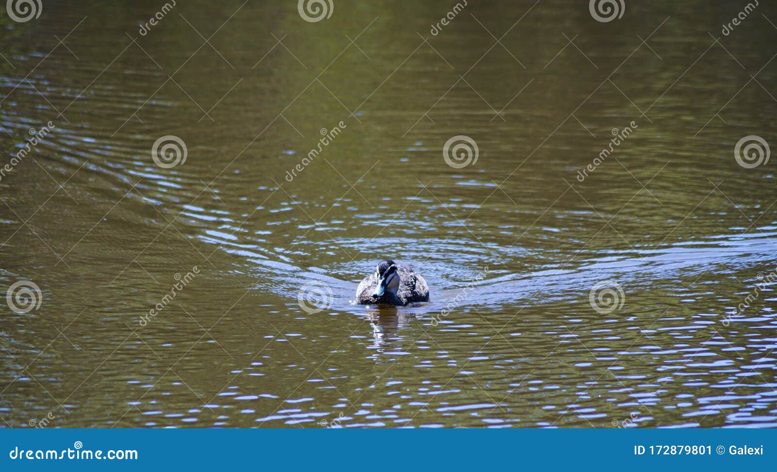 Duck swimming on water stock image. Image of headed - 172879801