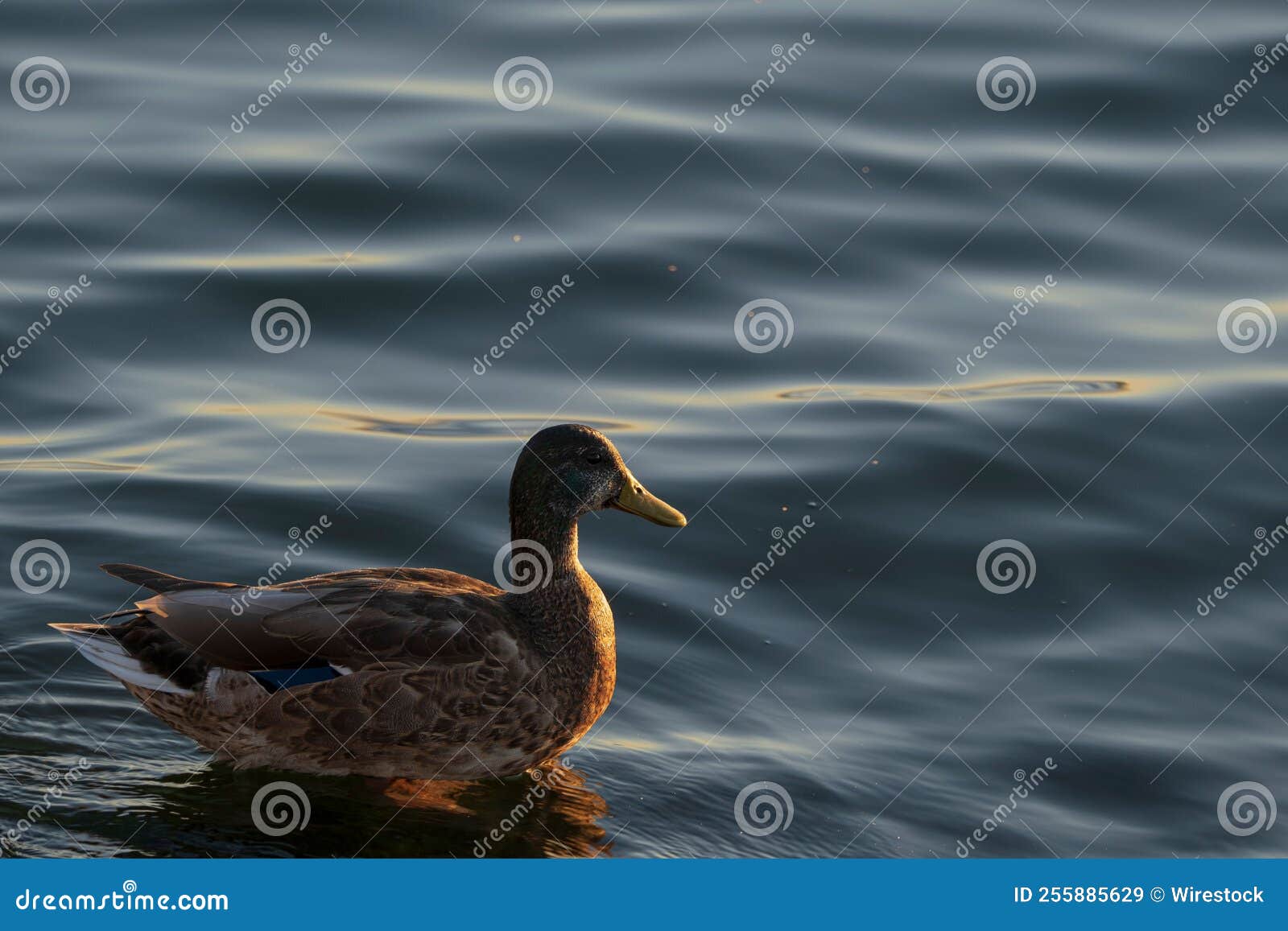 Duck Swimming in the Water at Sunset Stock Image - Image of sunset ...
