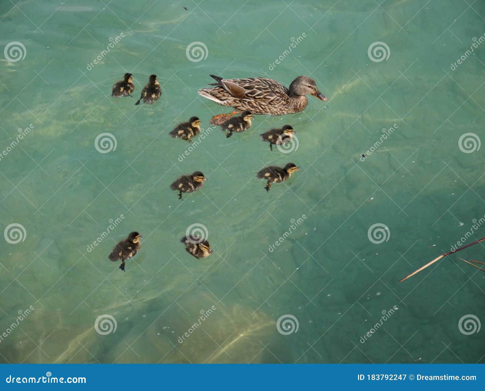 A Duck Swimming with Young Ducks Stock Image - Image of beautiful ...