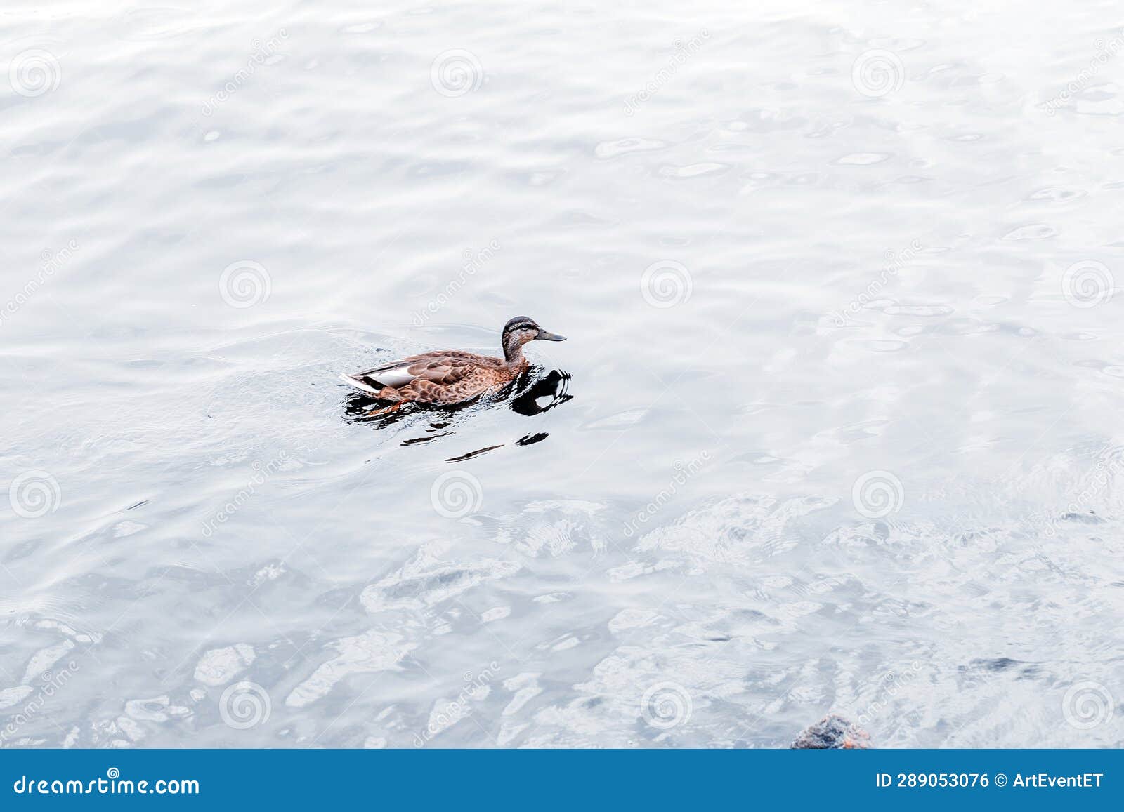Duck swims alone on water stock photo. Image of wildlife - 289053076