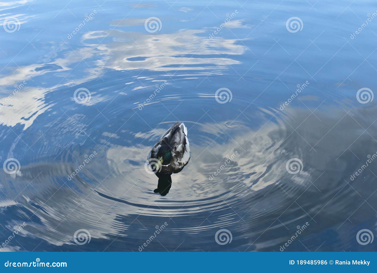 A Duck Swims in a Lake Creating a Wave on the Water. the Water Has ...