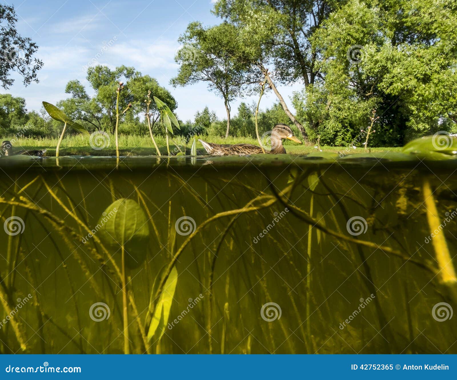 Duck Swims In The Lake View Under Water On The Algae And The Water At ...
