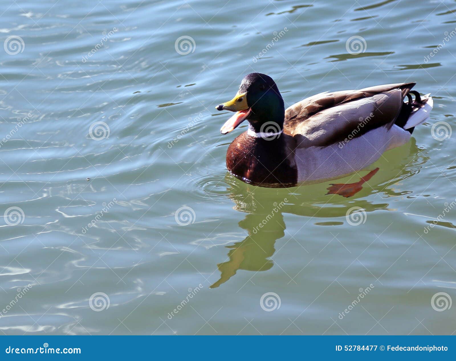 Duck that Swims in the Lake Water with Open Beak Stock Image - Image of ...