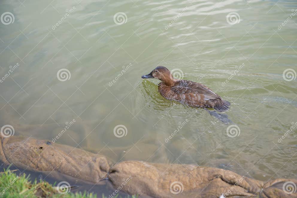 Duck stock image. Image of mother, metaphors, nature - 53967785