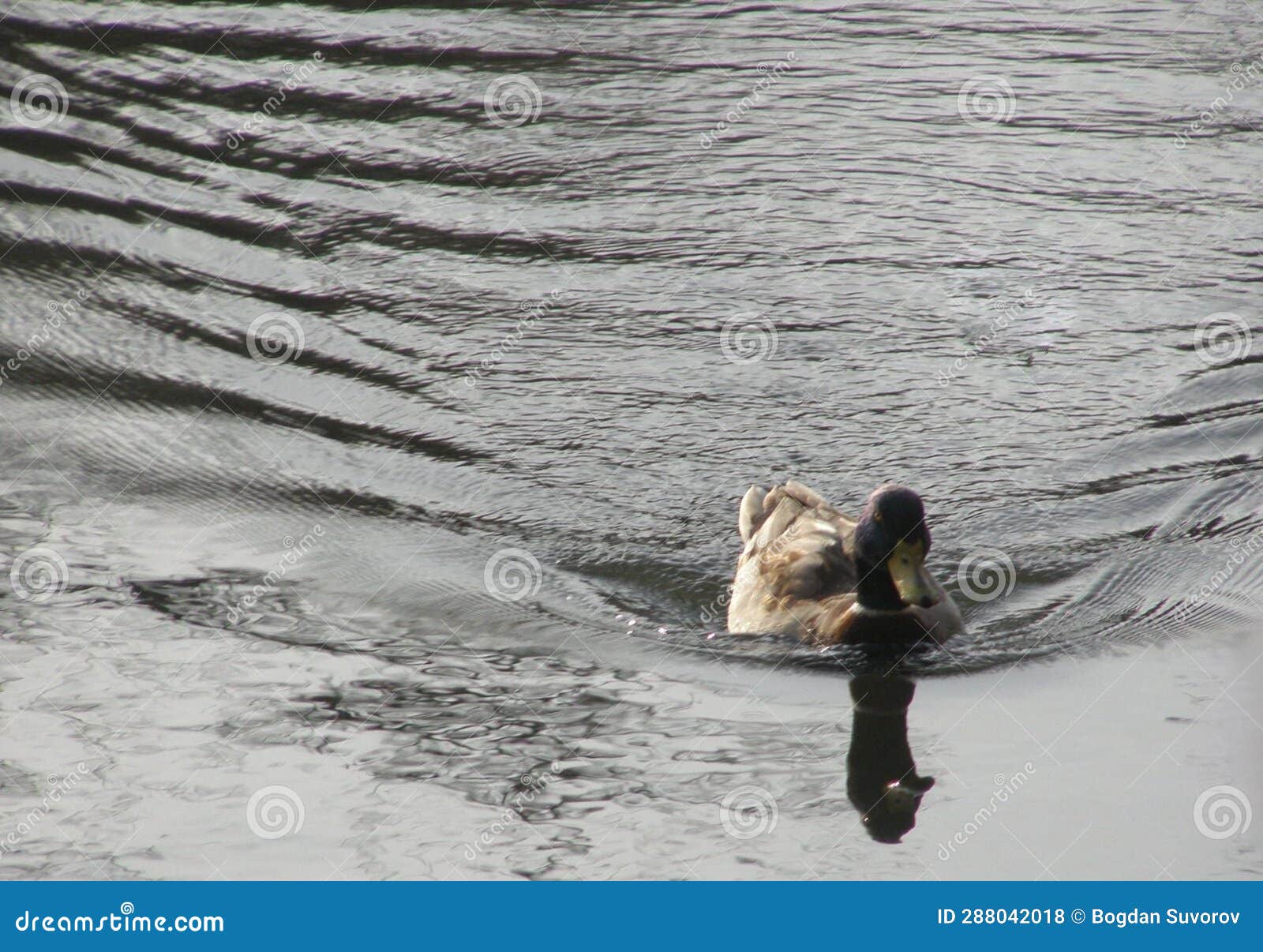 Duck swims in waves stock photo. Image of waves, ripples - 288042018