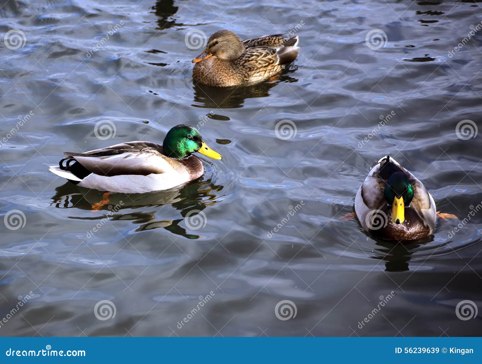 The Duck Swims on the Waves Stock Image - Image of feathers, waterfowl ...