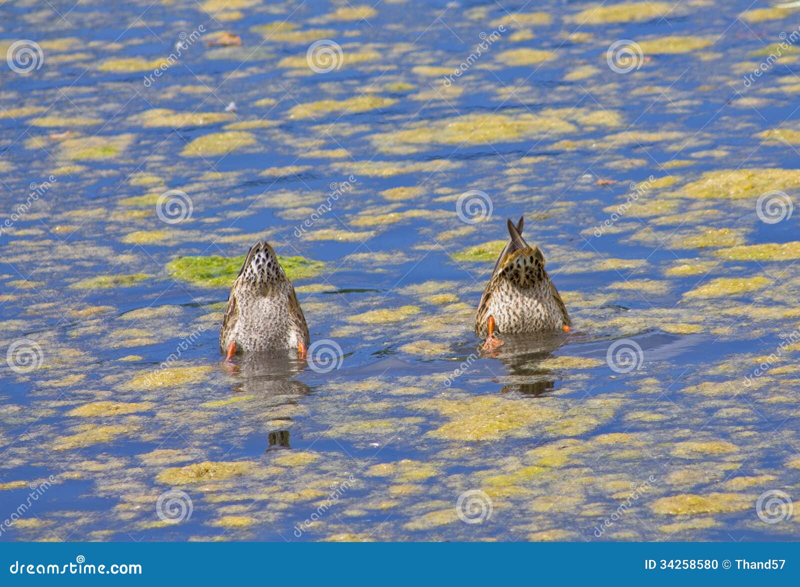 Duck Tails stock photo. Image of duck, teamwork, water - 34258580