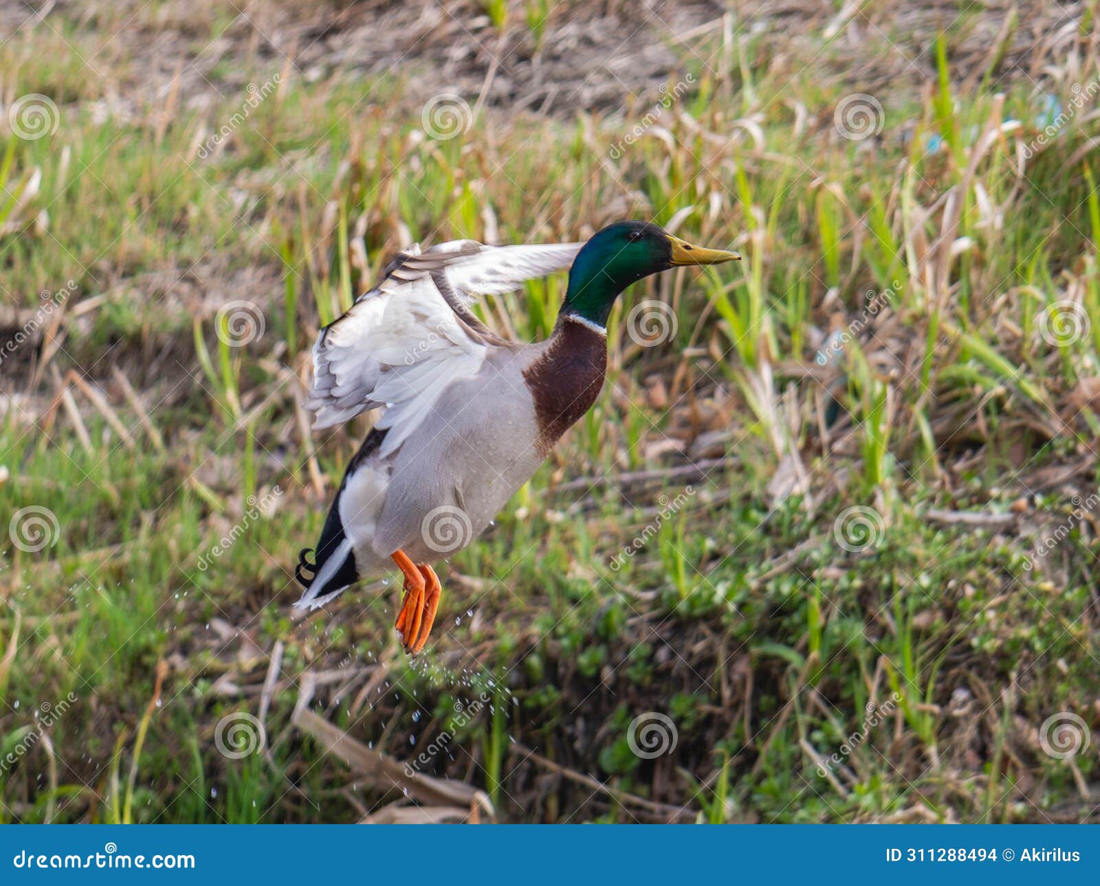Duck flying, taking off. stock photo. Image of water - 311288494