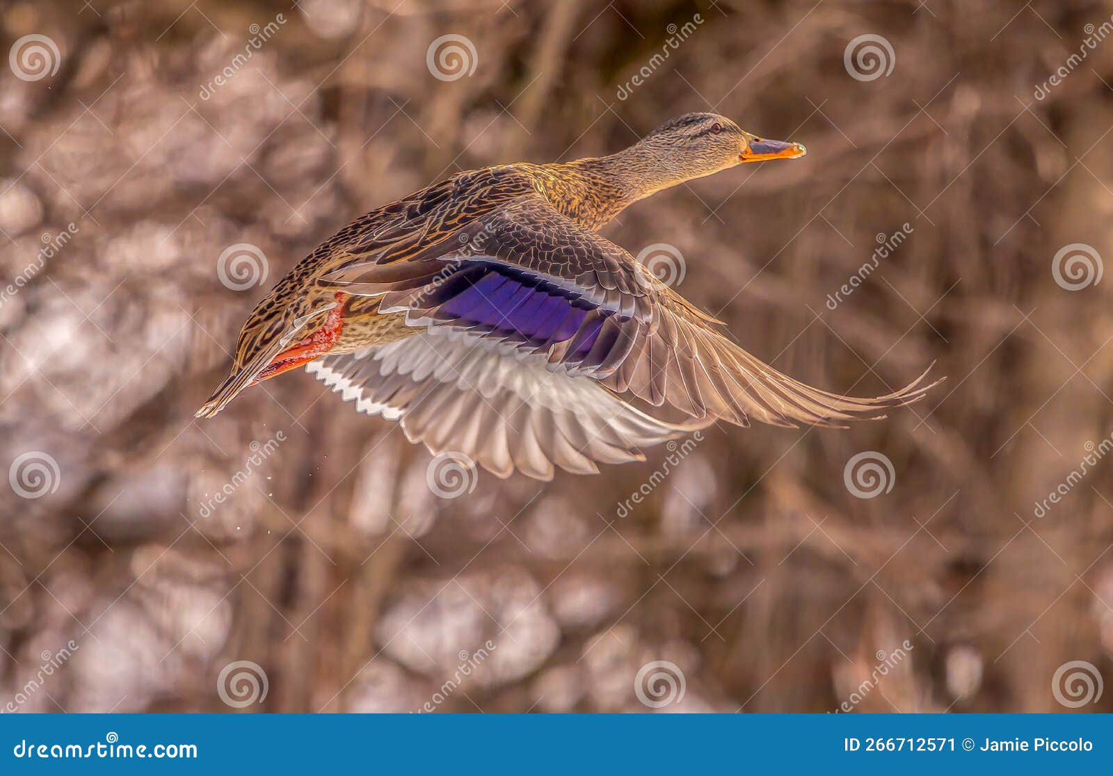 Duck taking flight stock image. Image of mallard, wing - 266712571