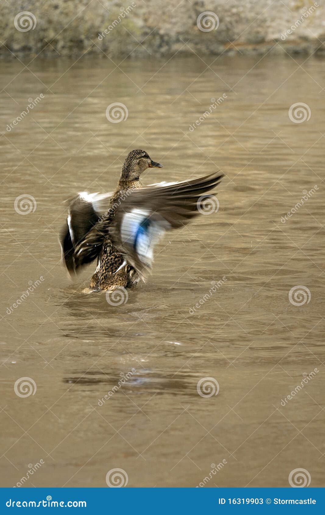 Duck taking off stock image. Image of grass, enten, birds - 16319903