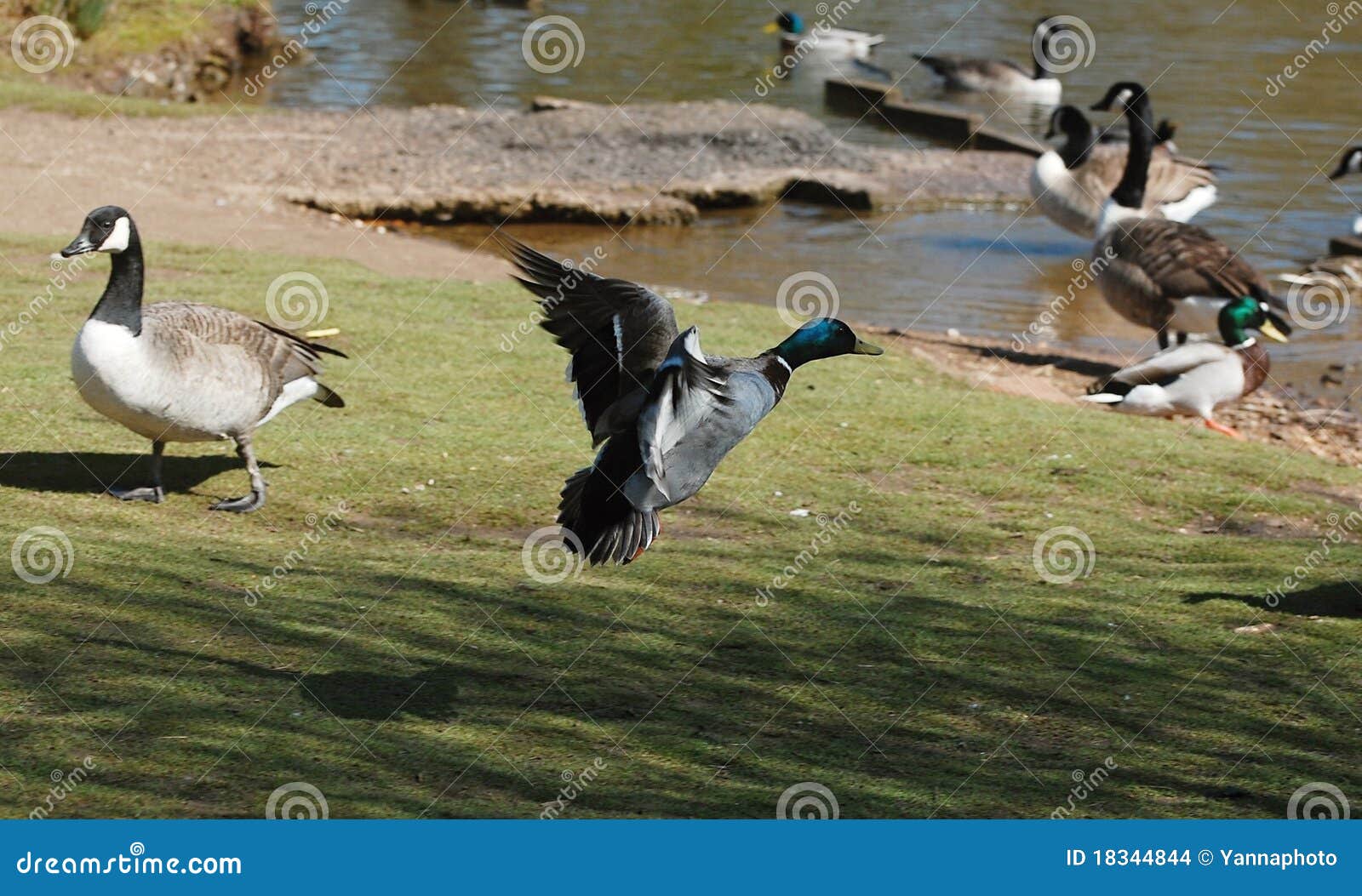 Duck taking off stock photo. Image of water, kingsbury - 18344844