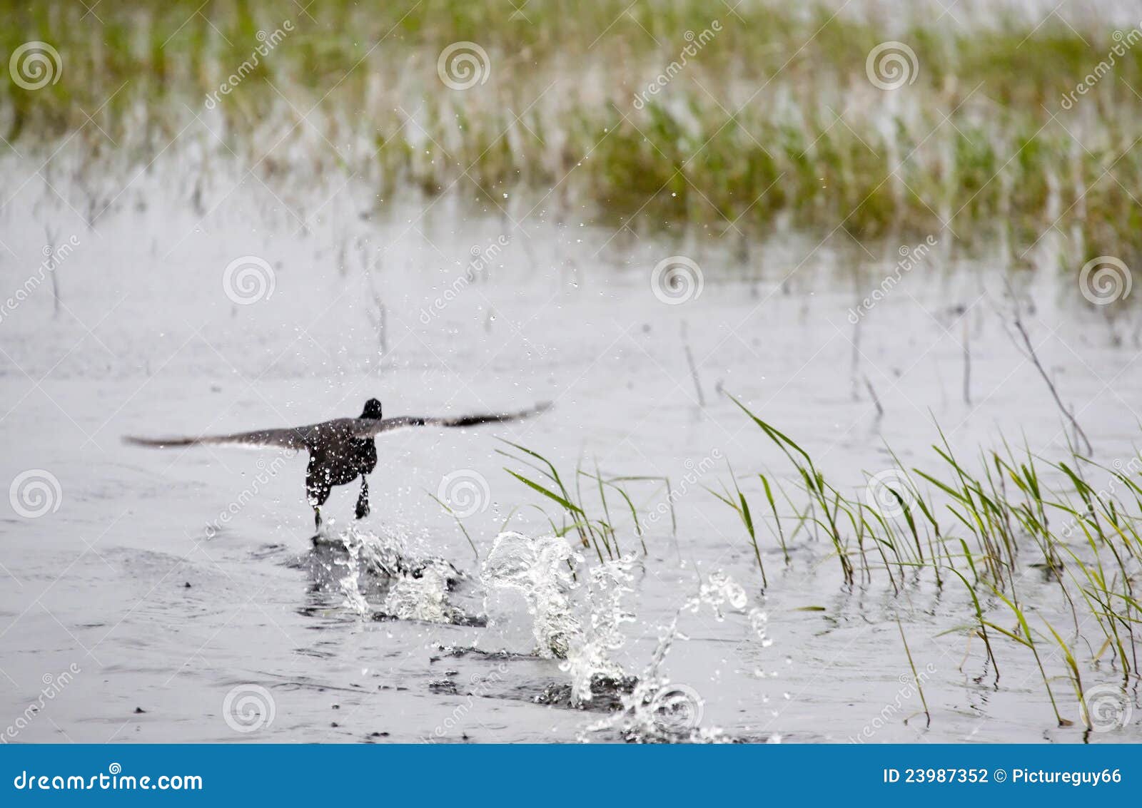 Duck taking off stock photo. Image of outdoor, drake - 23987352