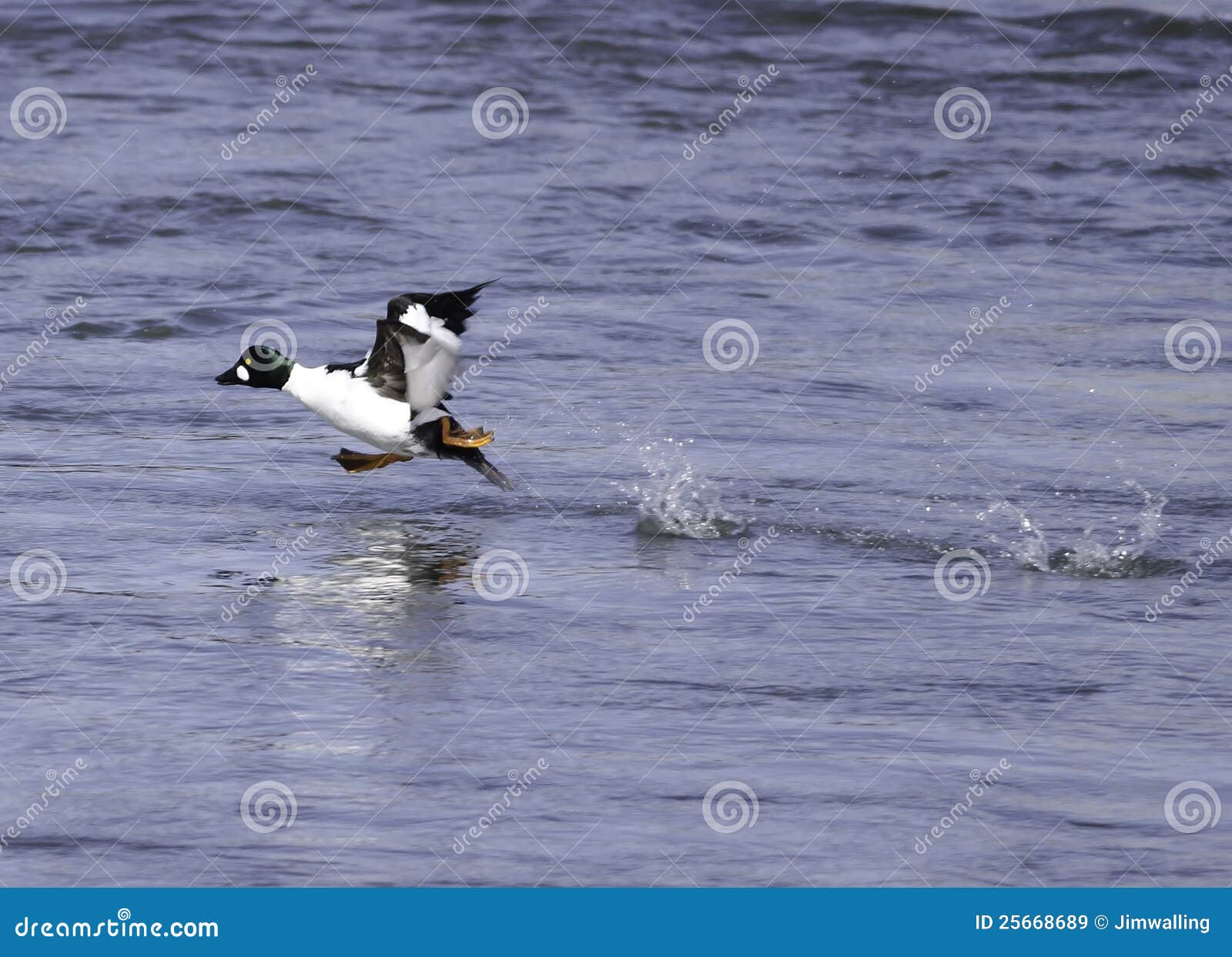 Duck Taking Off stock image. Image of splash, takeoff - 25668689