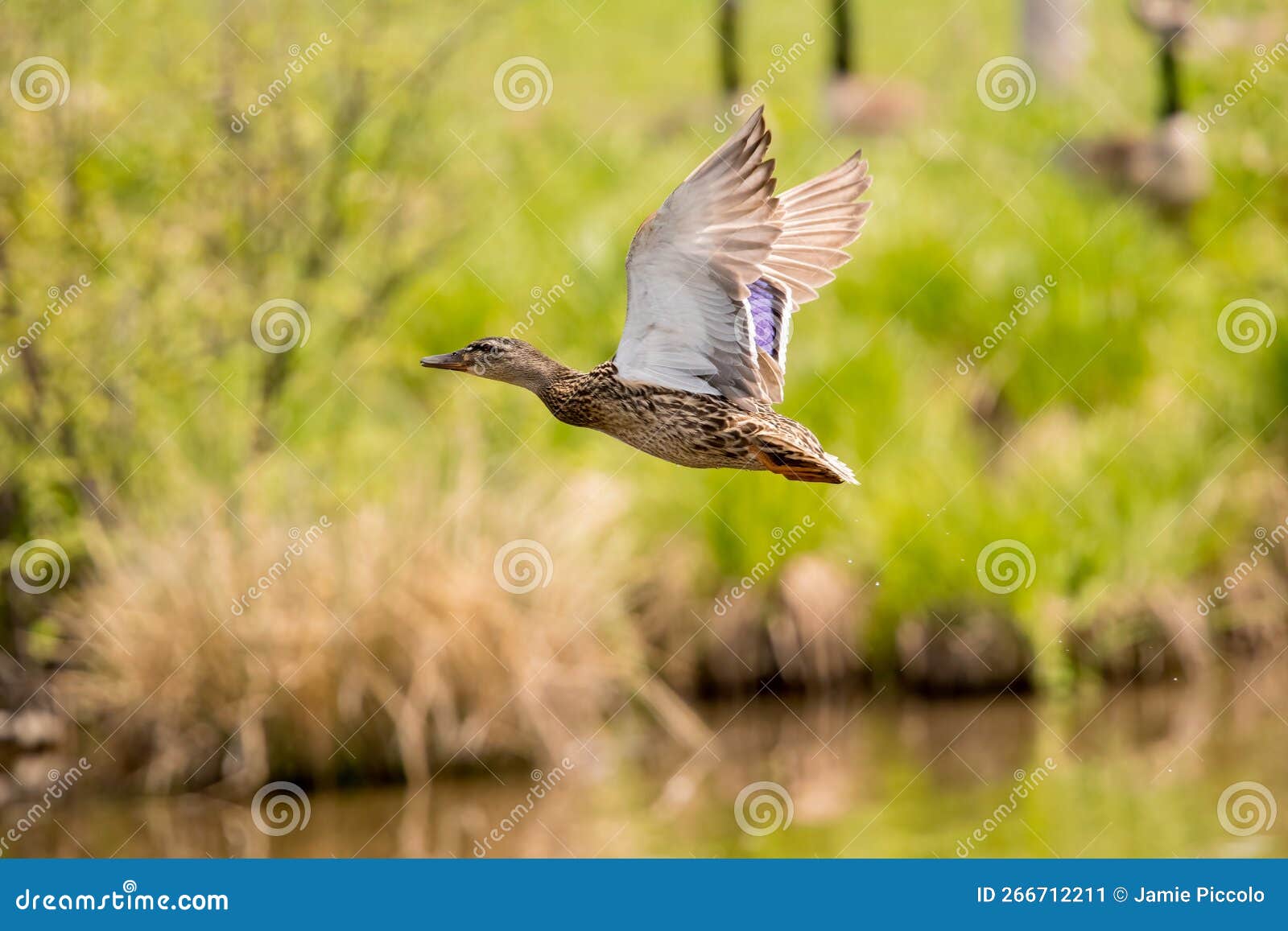Duck taking off stock image. Image of wing, prairie - 266712211