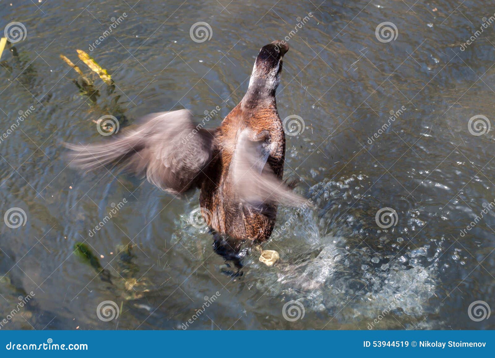 Duck taking off stock image. Image of flying, male, motion - 53944519