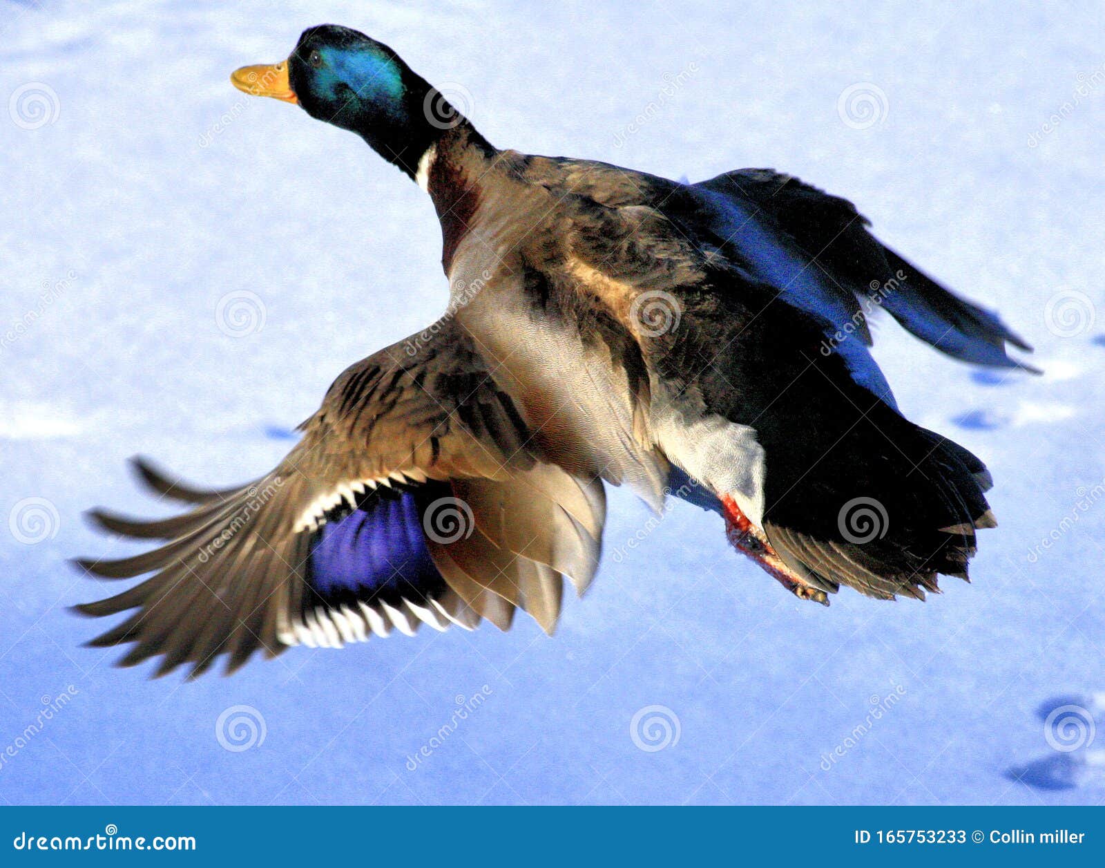 Duck Taking Off Stock Photos - Download 339 Royalty Free Photos
