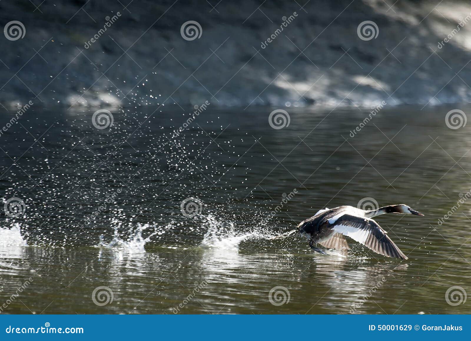Duck taking off in nature stock image. Image of feathers - 50001629