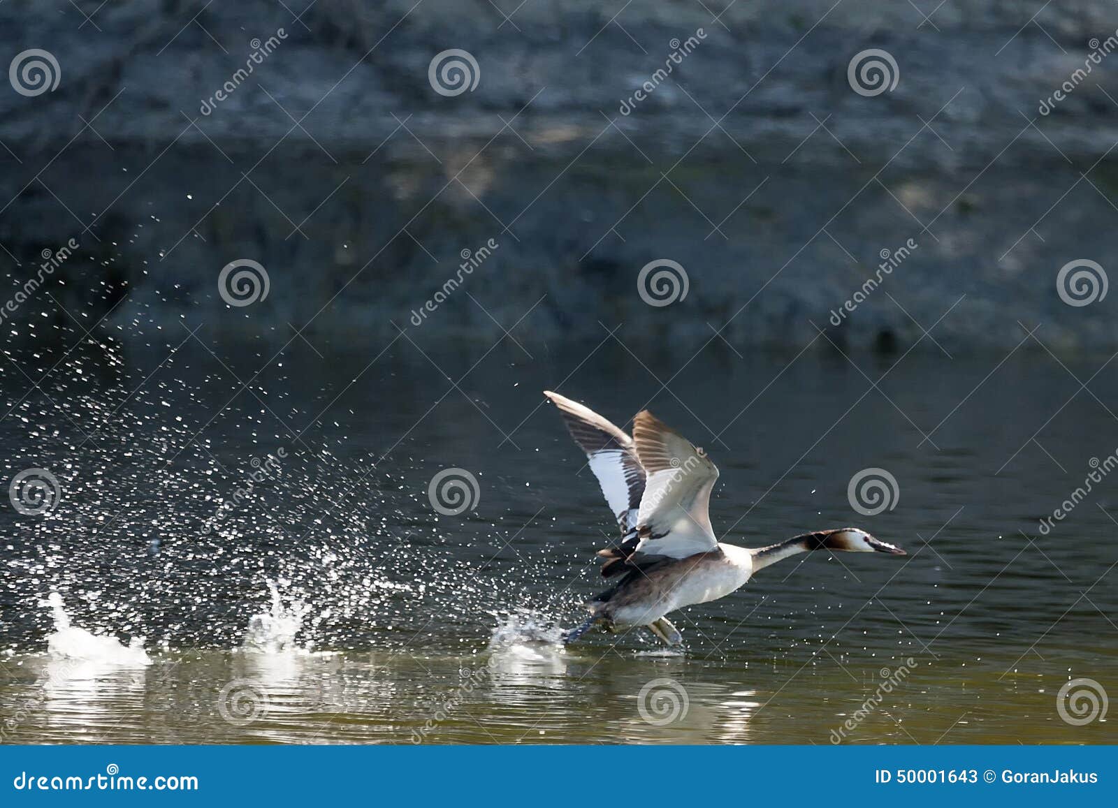 Duck taking off in pond stock image. Image of long, green - 50001643