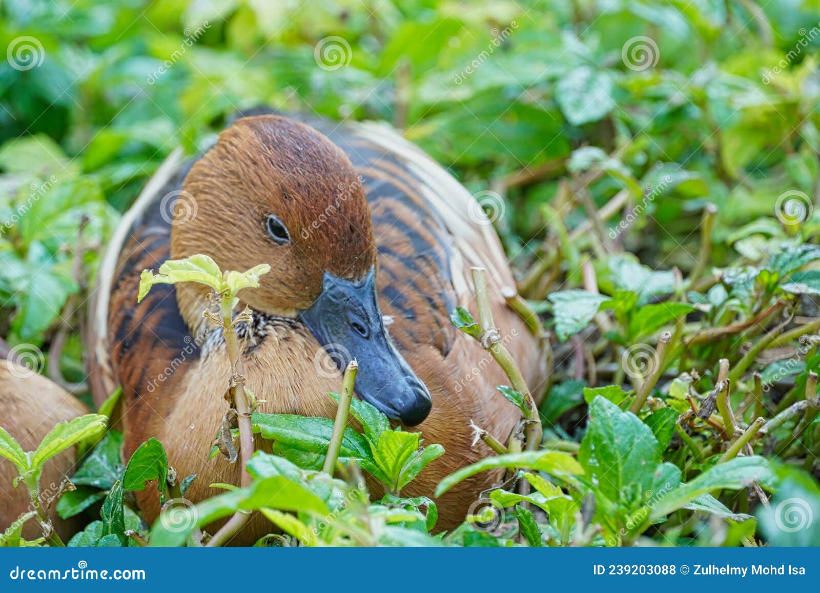 Duck at the bushes stock photo. Image of botanical, sunlight - 239203088