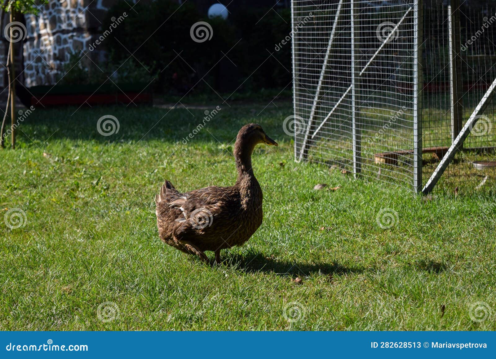 Duck taking a walk stock image. Image of pond, garden - 282628513