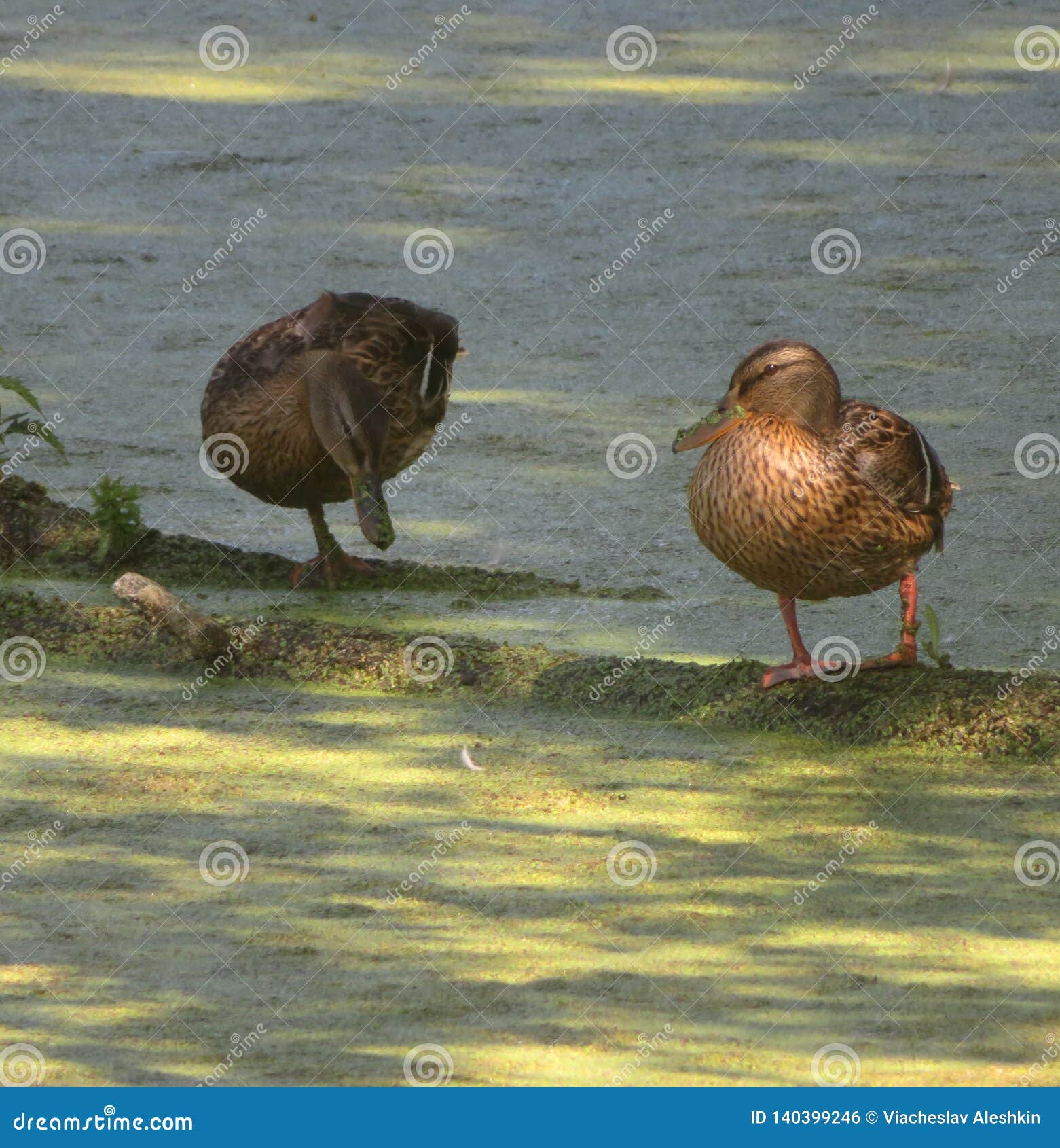 Duck talk on a fallen tree stock photo. Image of business - 140399246