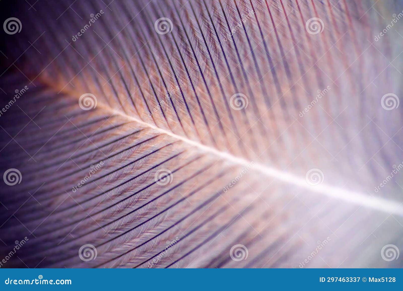 Duck tectrix stock image. Image of graceful, barbule - 297463337