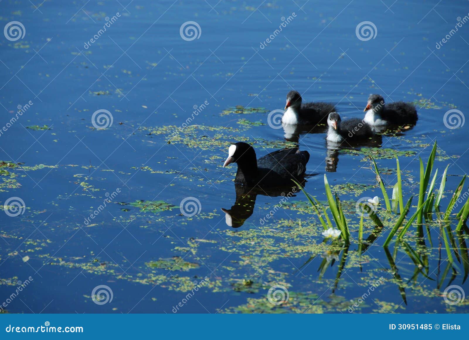 Duck and ten ducklings stock image. Image of duckling - 30951485