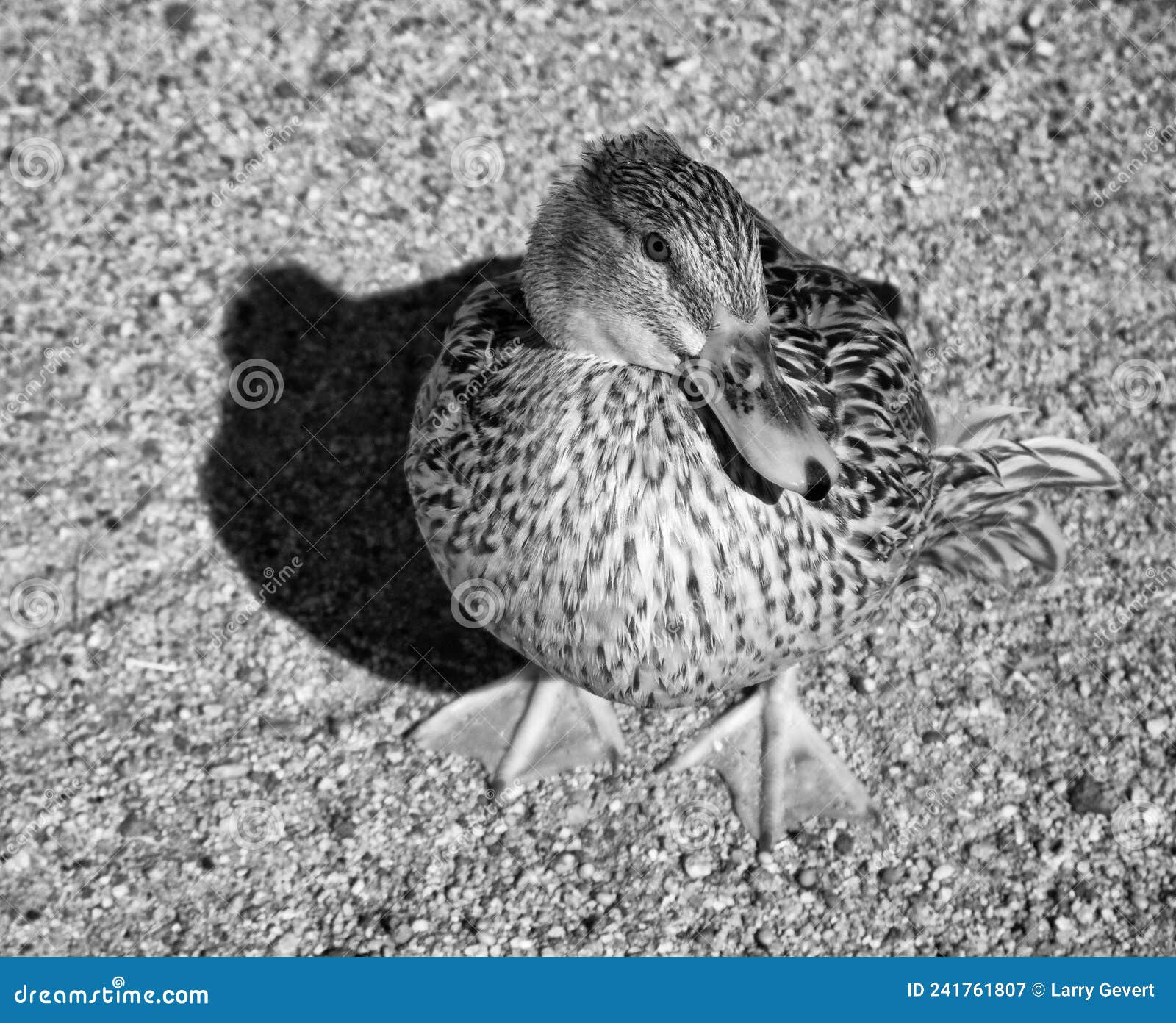 Duck Textures, Black and White Stock Image - Image of colorful, caring ...